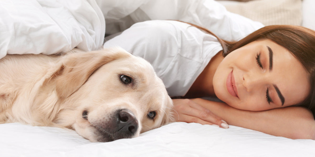 The Science of Cuddling: Why Pillows Make Us Feel Safe, Loved, and Rel